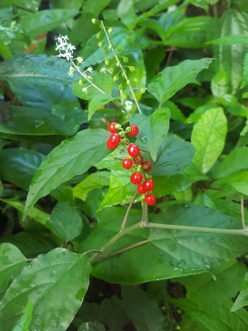 natural fertility herbal tea blend