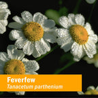 natural feverfew for headache relief