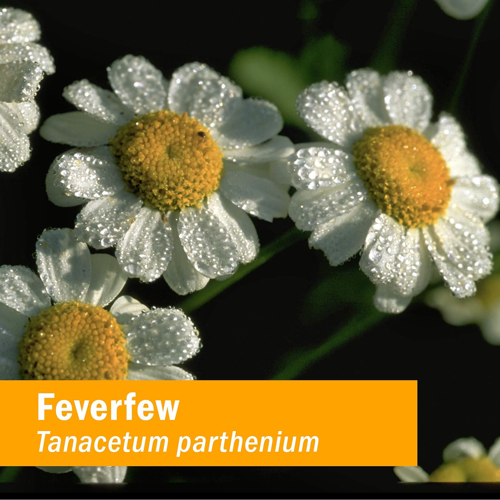 natural feverfew for headache relief