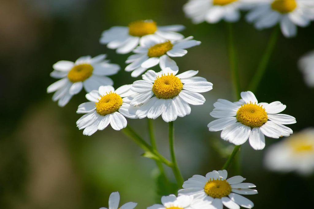 Natural feverfew tea for headaches