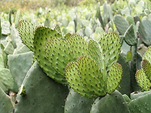 Natural fiber source for gut health