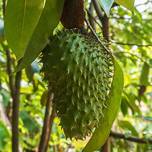 Natural fiber source herbal supplement