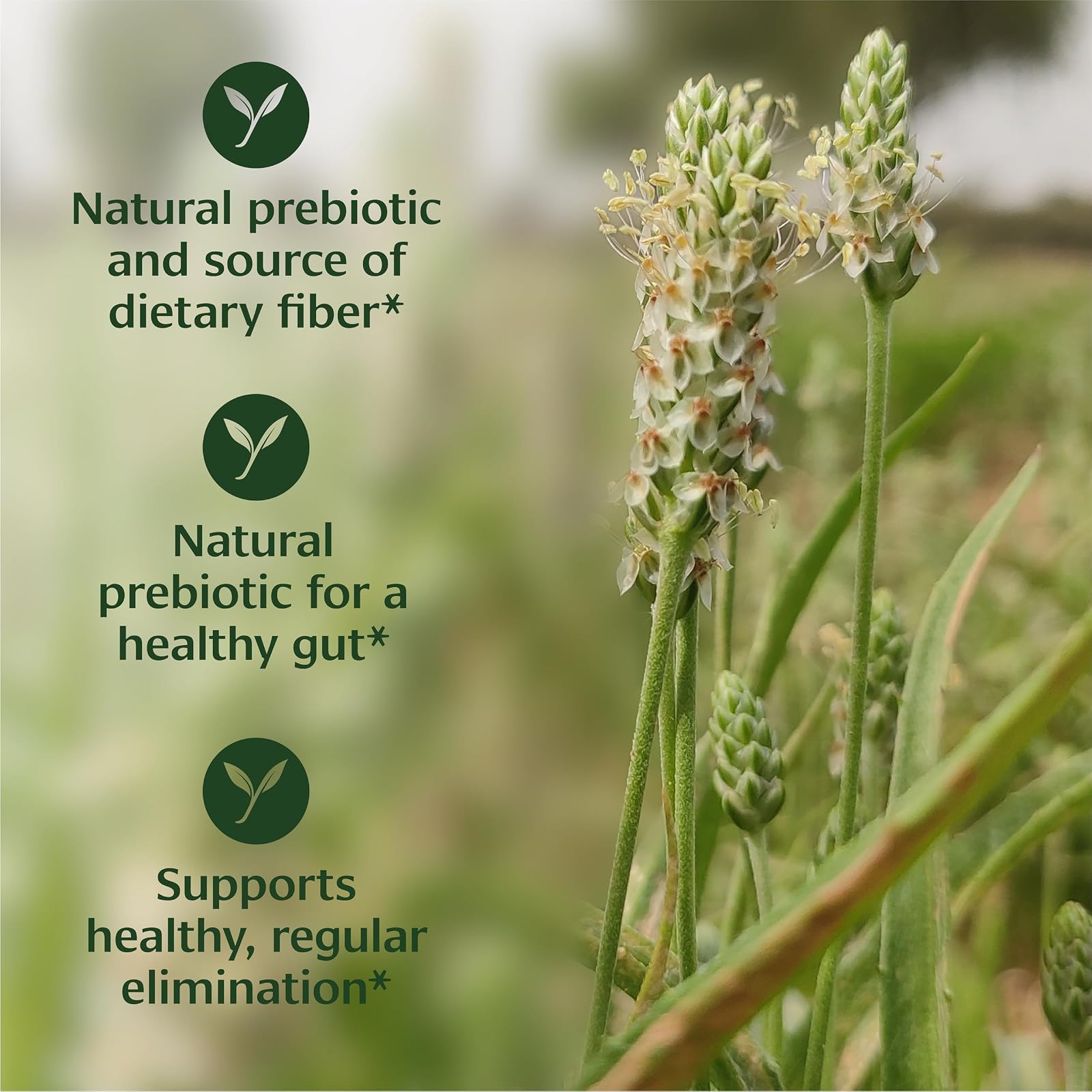 natural fiber supplement for gut health
