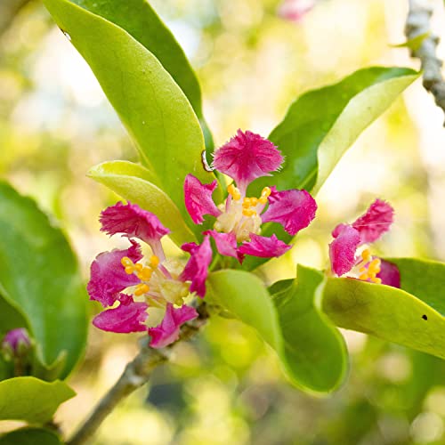 natural fruit extracts for health