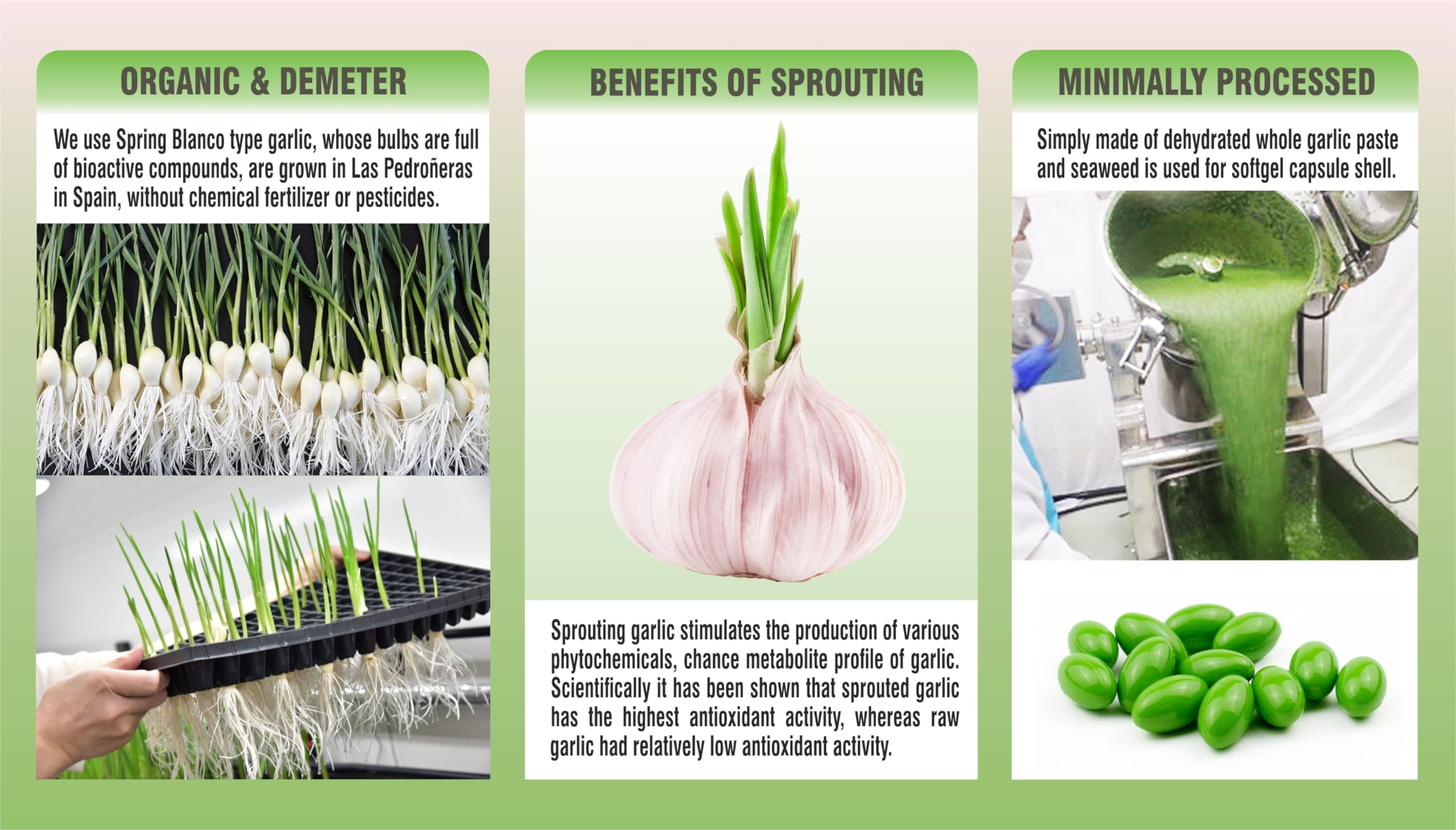 natural garlic for immune support