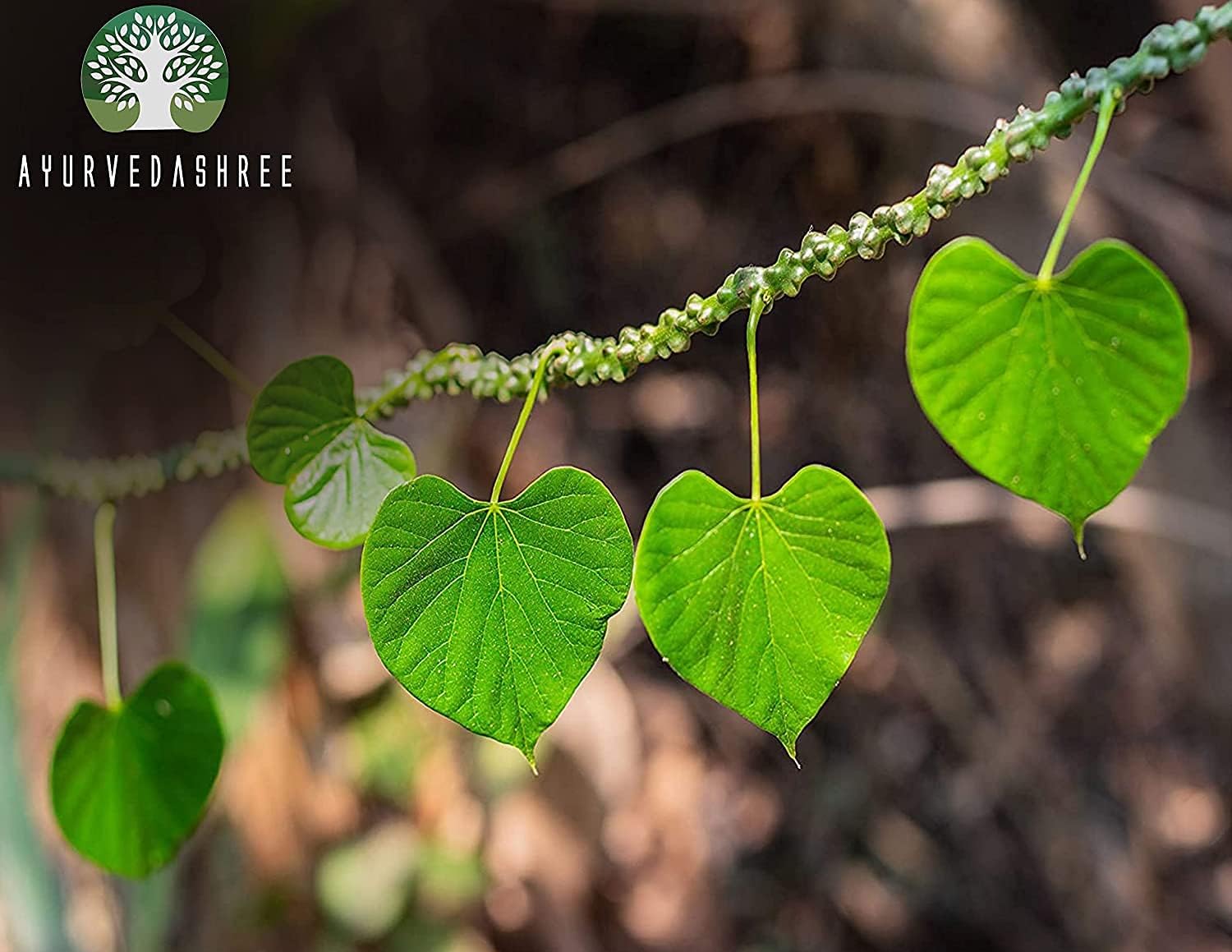 natural giloy supplement for wellness