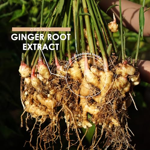 natural ginger capsules for energy boost