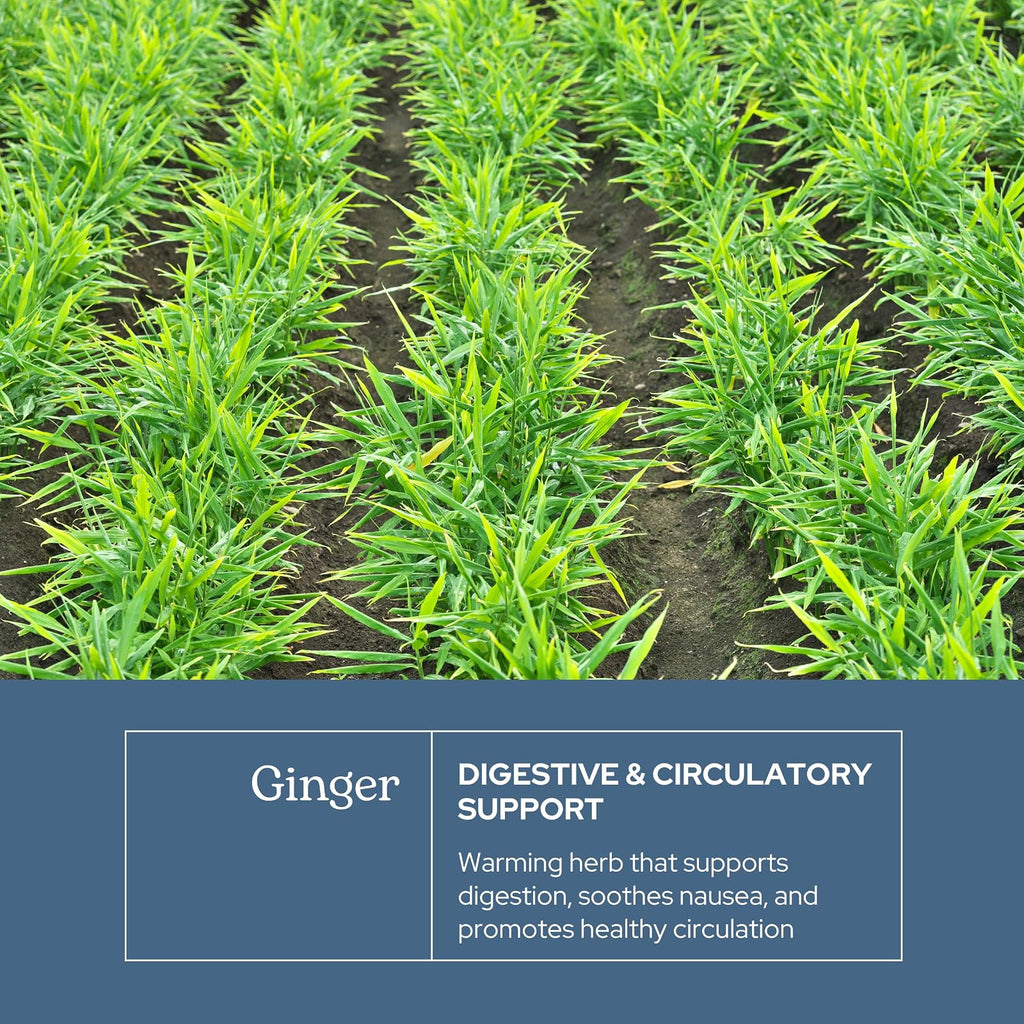 Natural ginger supplement for nausea relief