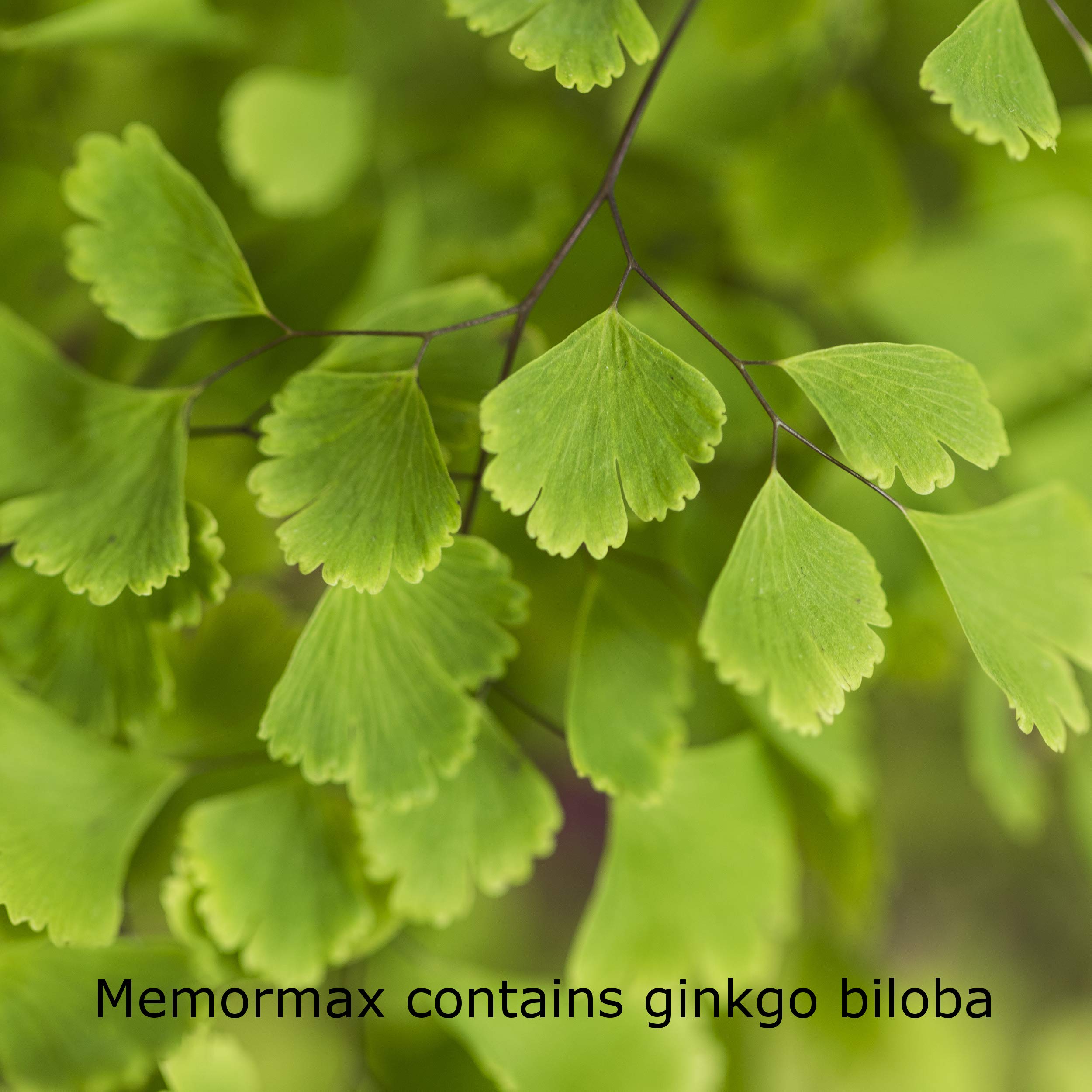 Natural ginkgo biloba benefits for cognition
