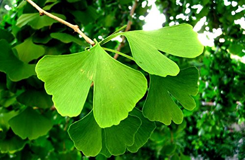 natural ginkgo biloba extract for wellness