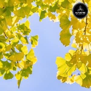 natural ginkgo biloba for focus