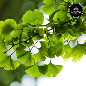 natural ginkgo biloba health benefits