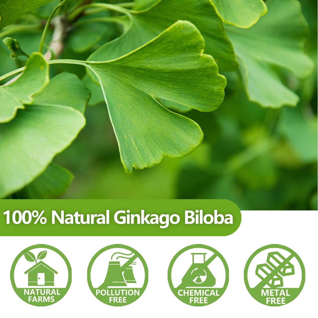 natural ginkgo biloba herbal tea