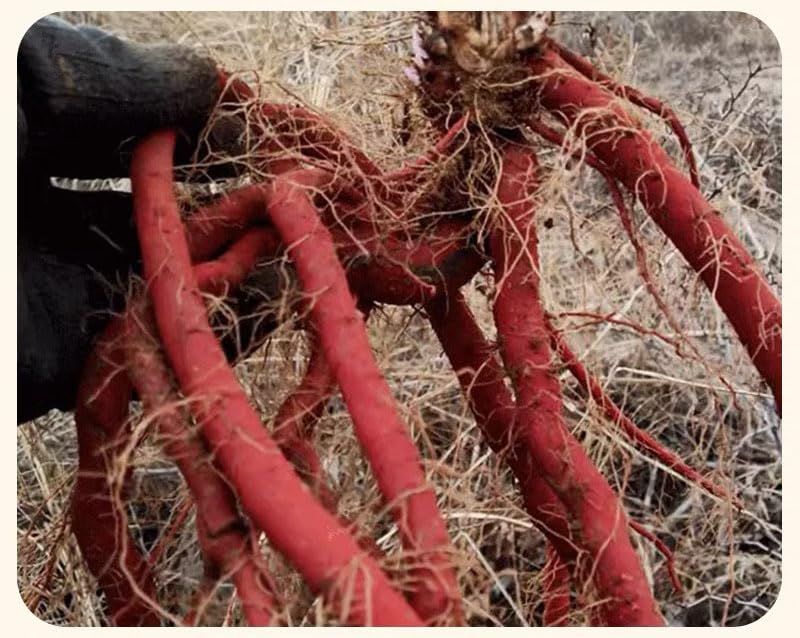 Natural ginseng powder for vitality