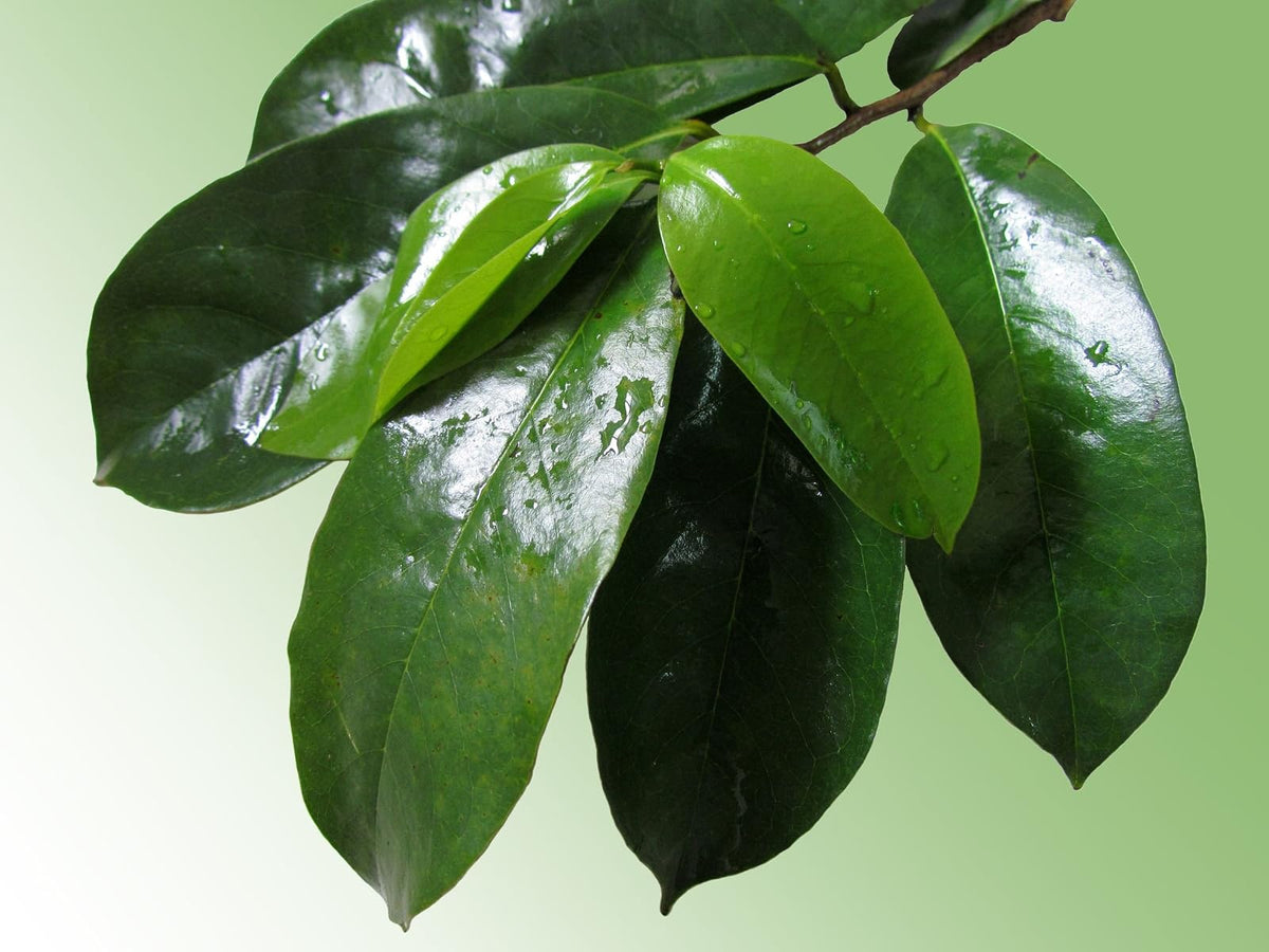 Natural graviola tea bags