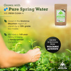 natural green tea for daily energy