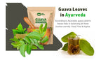 natural guava leaves for detox