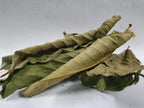 natural guava leaves tea infusion