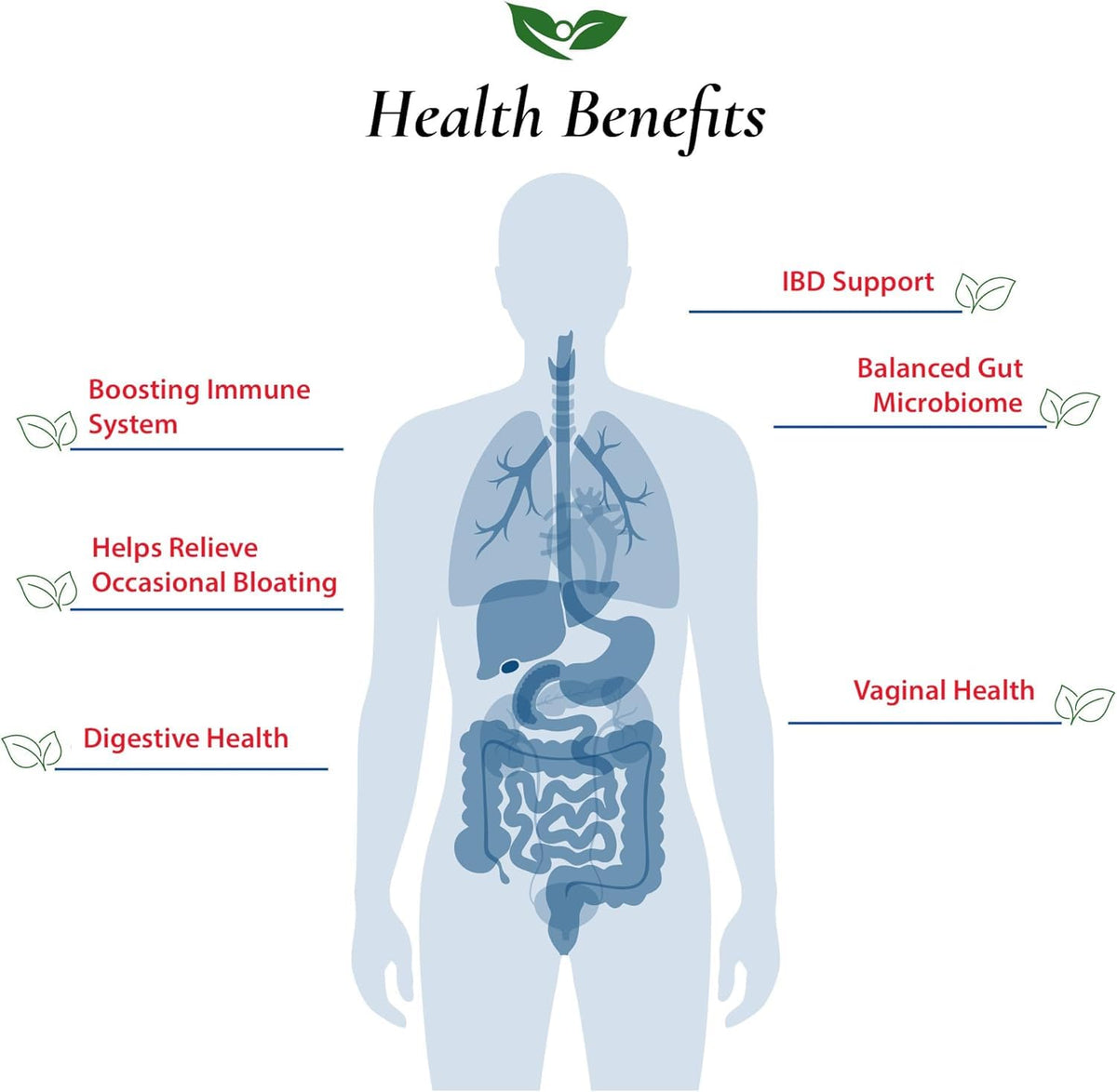 natural gut health support powder
