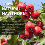 natural hawthorn fruit tea benefits