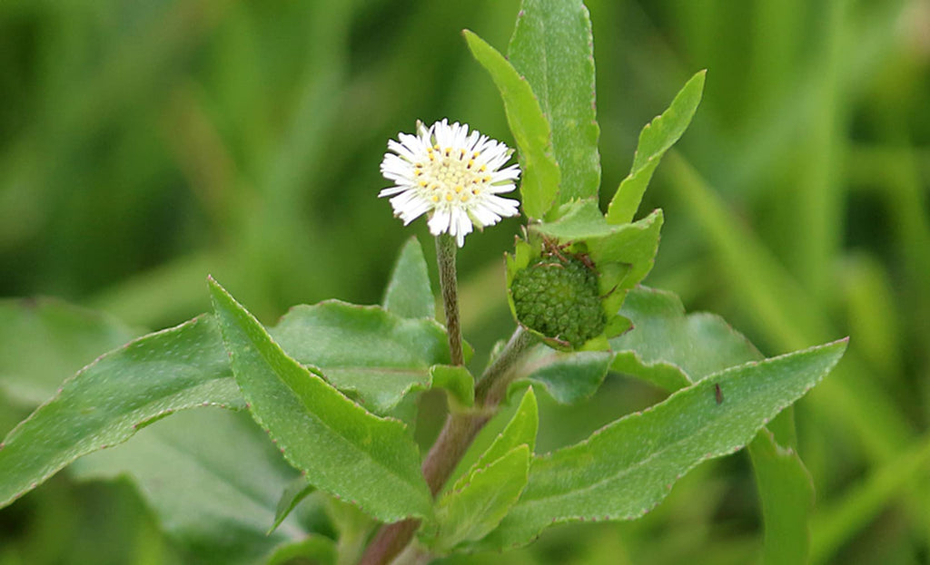 natural health benefits of false daisy