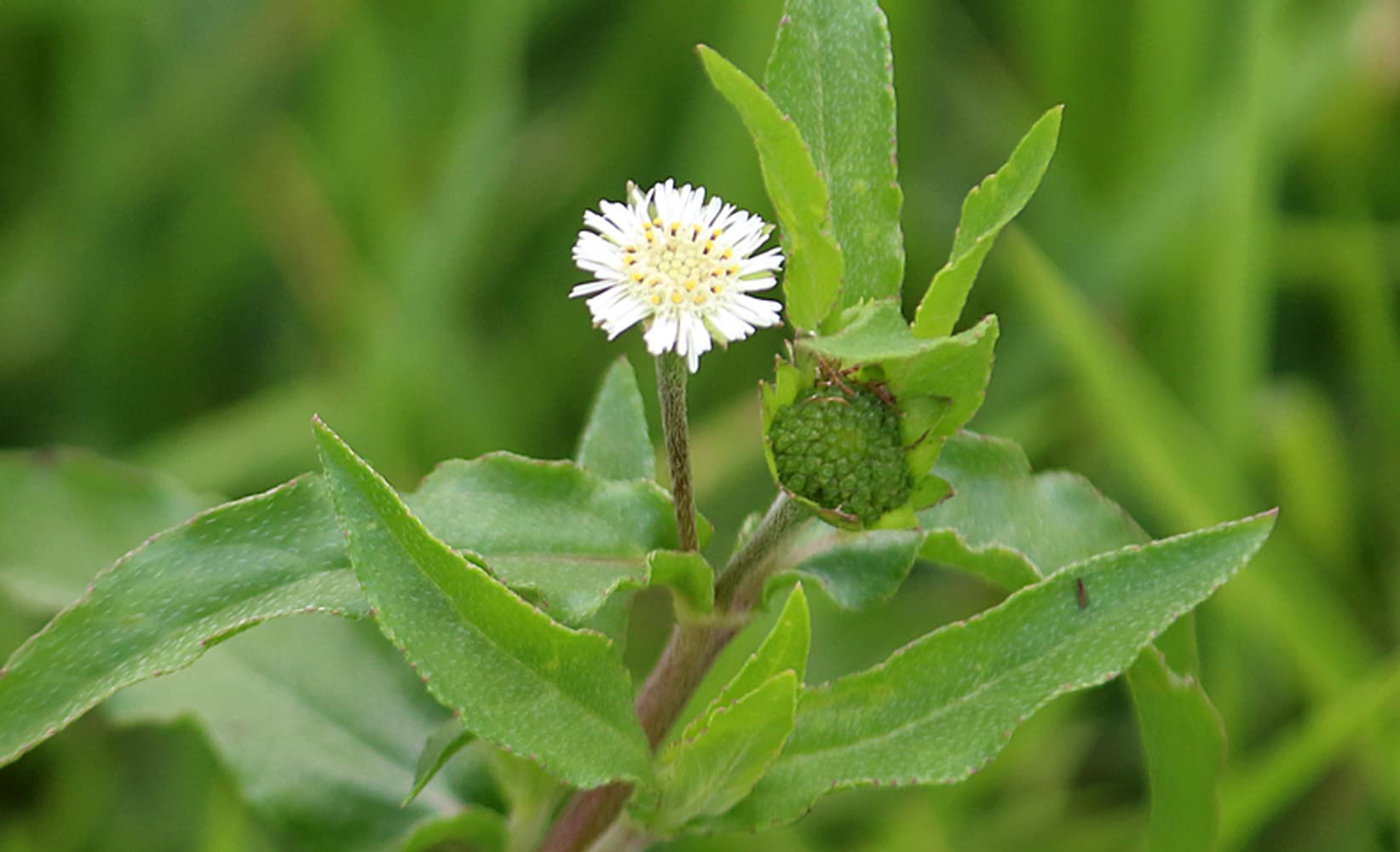 natural health benefits of false daisy
