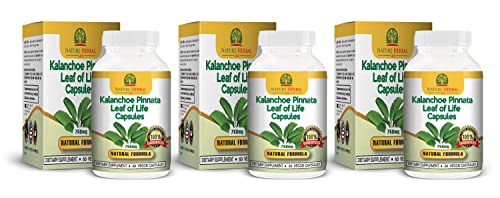 natural health benefits of Kalanchoe Pinnata