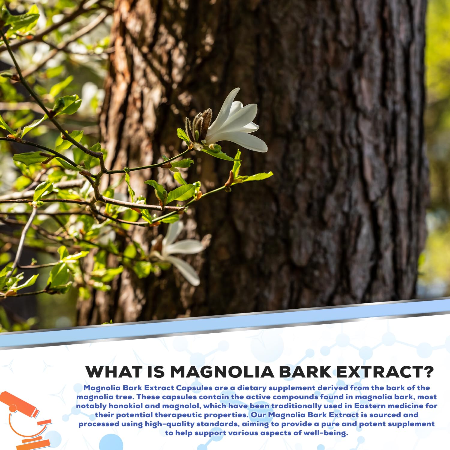 natural health benefits of Magnolia bark