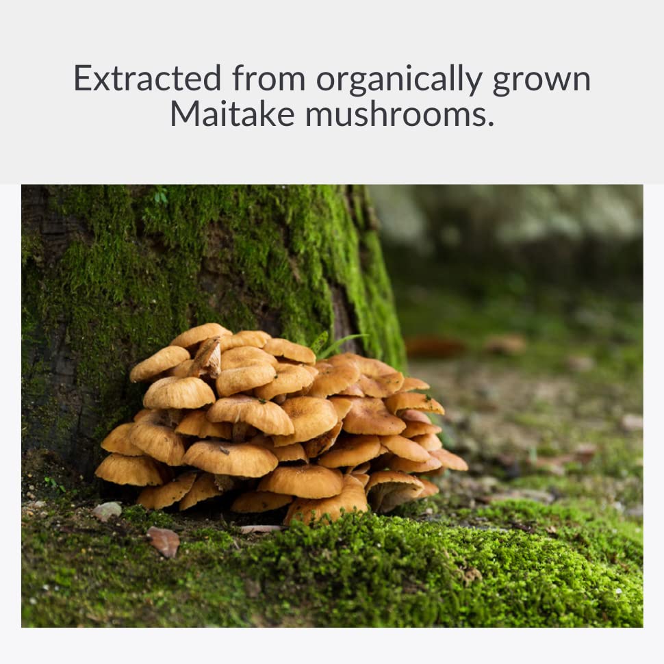 Natural health benefits of Maitake mushrooms