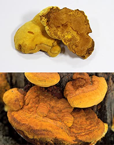 natural health benefits of phellinus