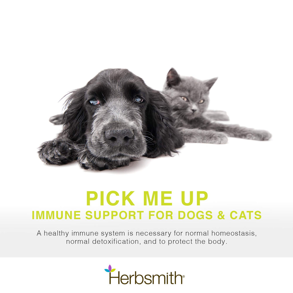 natural health boost for dogs