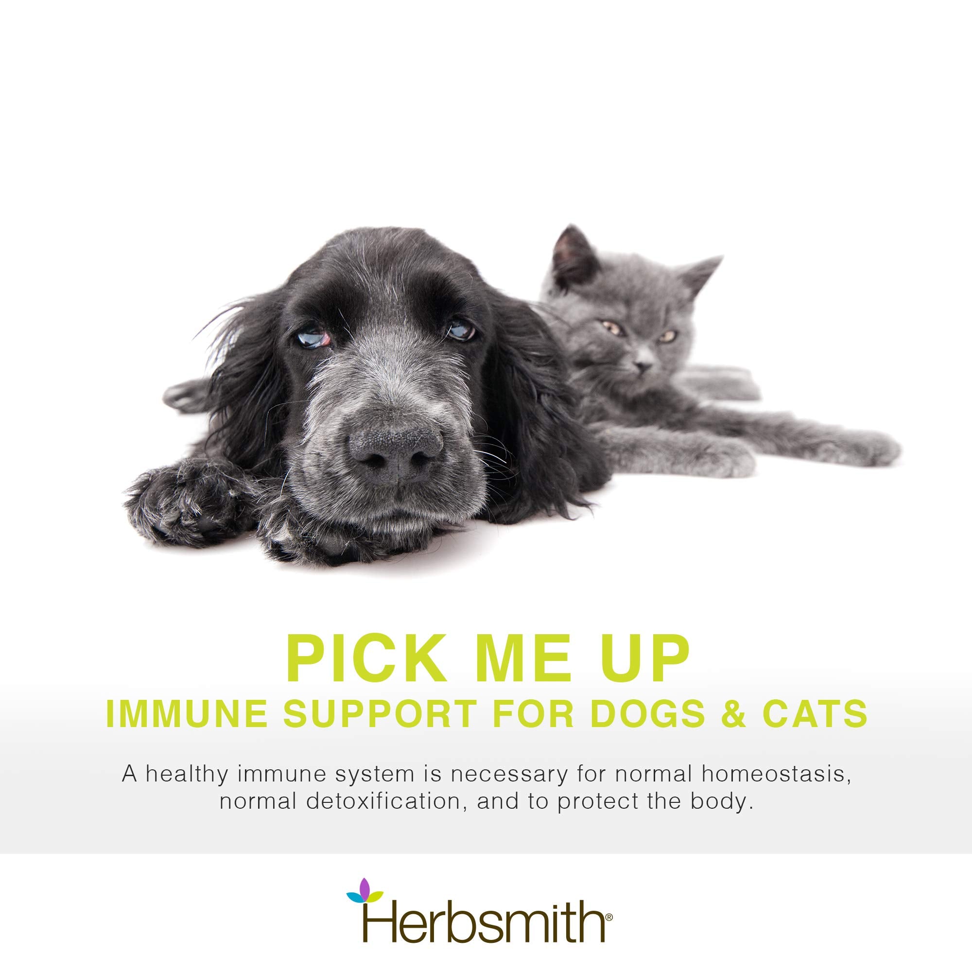 natural health boost for dogs