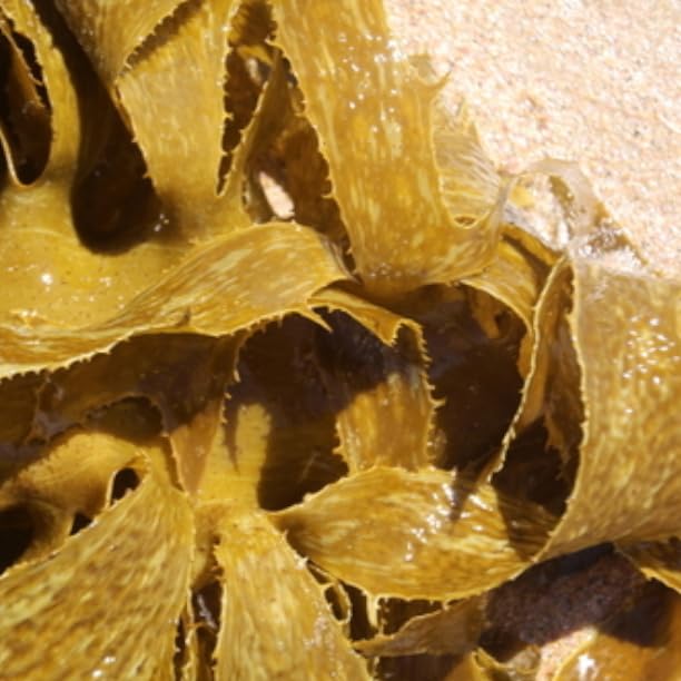 natural health support with kelp
