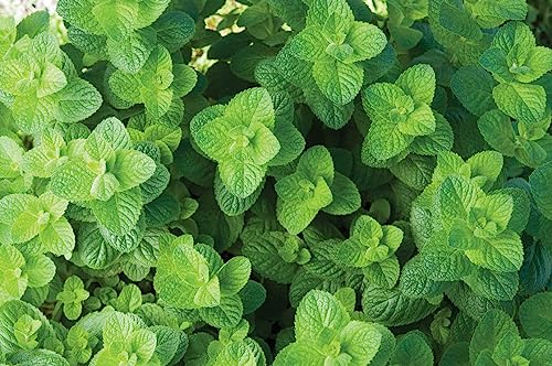 natural HERB blended vitamin & mineral supplements for wellness
