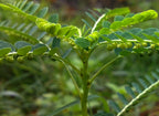 Natural herbal blend for digestion