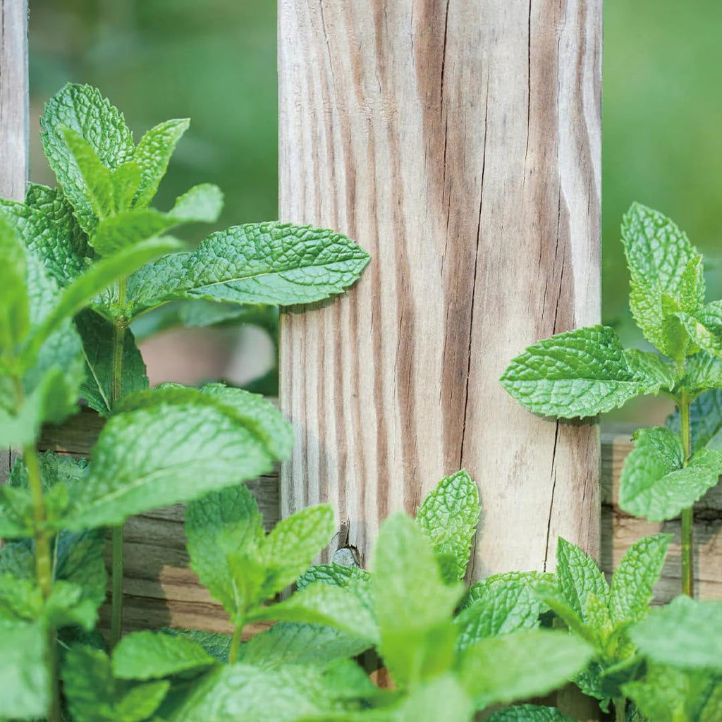 natural herbal blends for relaxation
