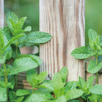 natural herbal blends for relaxation