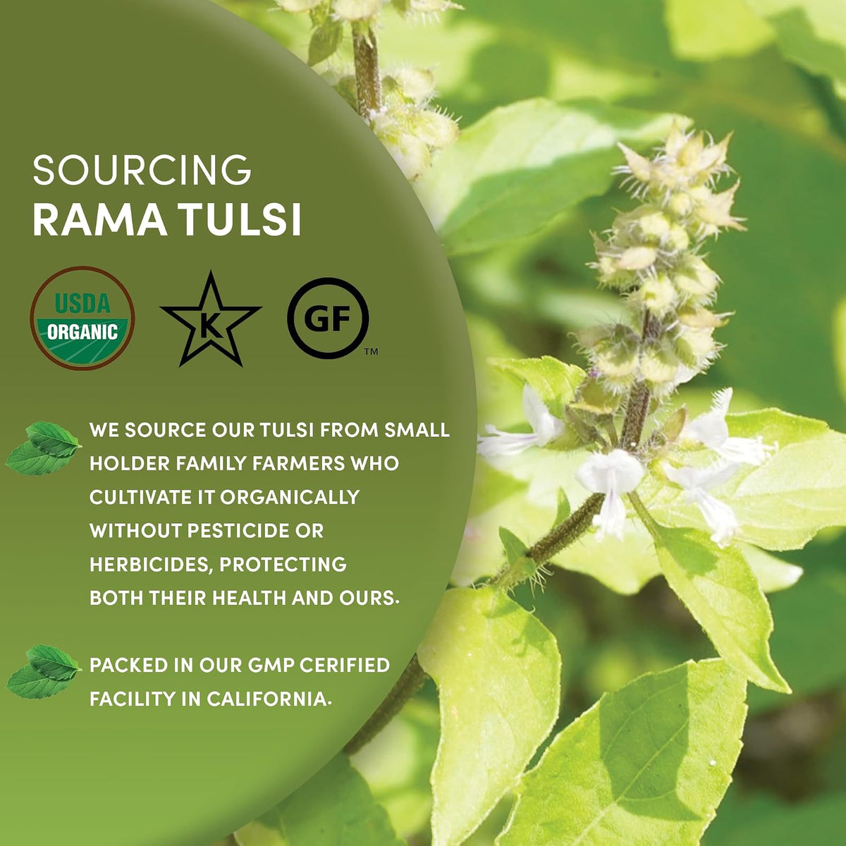 natural herbal detox tea option