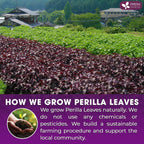 natural herbal detox tea with perilla