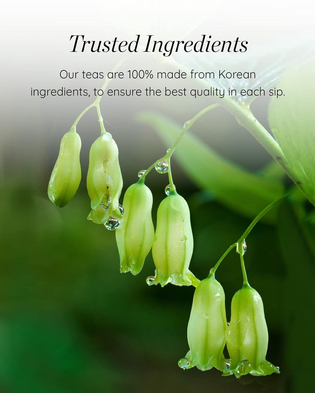 Natural herbal infusion for health