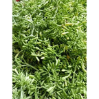 natural herbal infusion for wellness