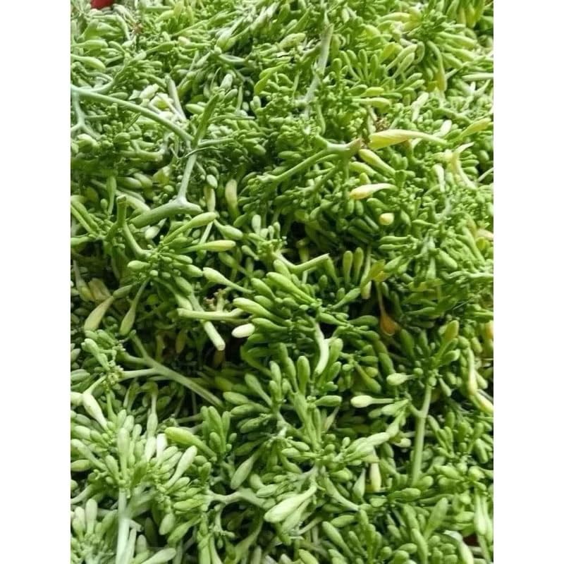 natural herbal infusion for wellness