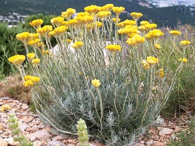 Natural herbal infusion with helichrysum
