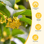 natural herbal infusion with osmanthus