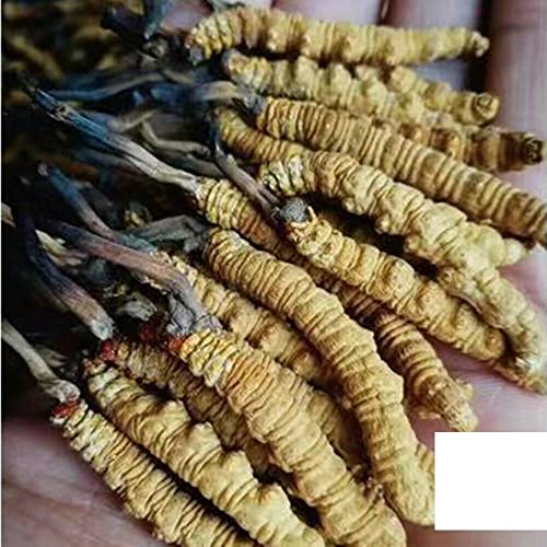 natural herbal mushrooms for vitality