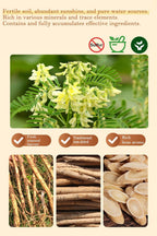 Natural herbal remedy Astragalus slices