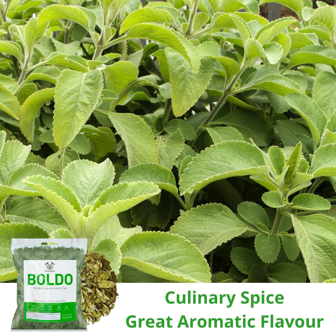 Natural herbal remedy boldo tea