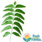 natural herbal remedy neem leaves