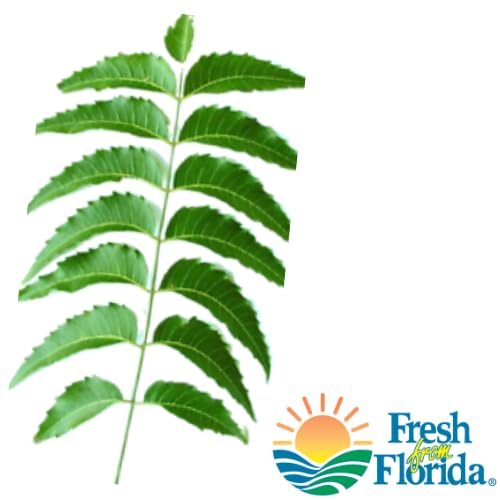natural herbal remedy neem leaves