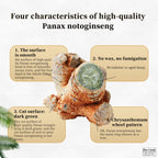 Natural herbal remedy Notoginseng